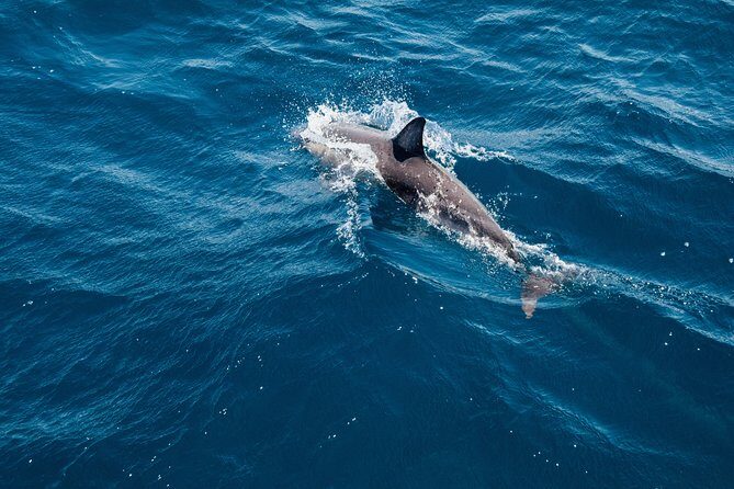 Dolphin Cruise in Dhiffushi - The Itinerary: What to Expect on Your Dolphin Cruise