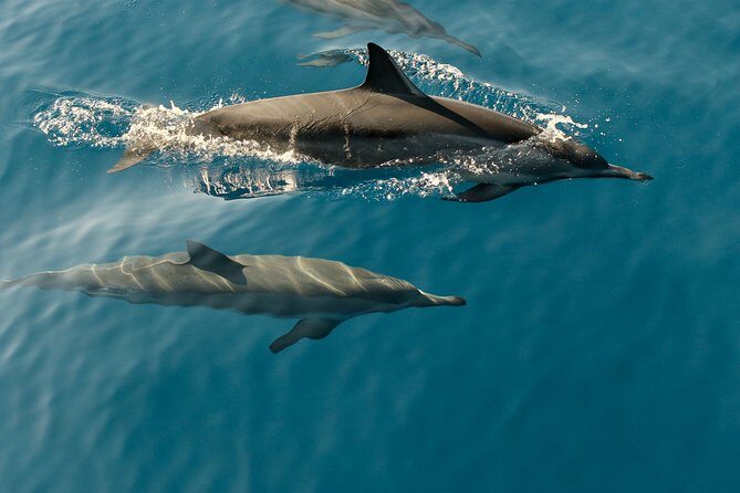 Dolphin Cruise in Huraa - Key Points