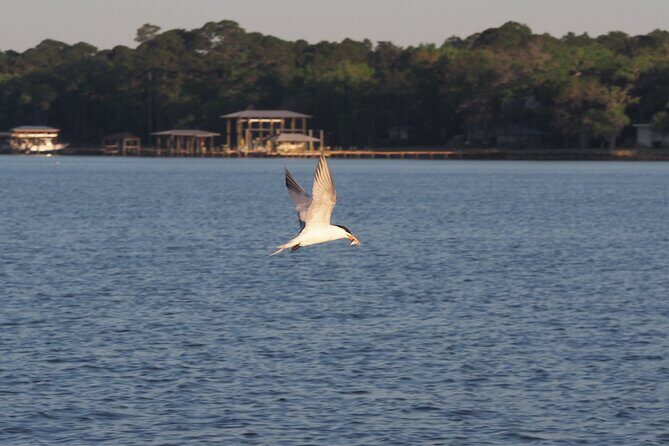 Dolphin cruise in Santa Rosa Beach - The Sum Up: Is This Tour Worth It?