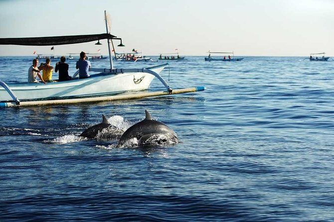 Dolphin Discovery: Exploring the Wild Habitat in North Bali - What’s Included and What’s Not