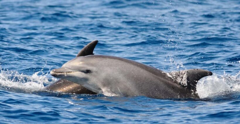 Dolphin Kayak Safari at Sunset at Golfo Aranci - What to Expect