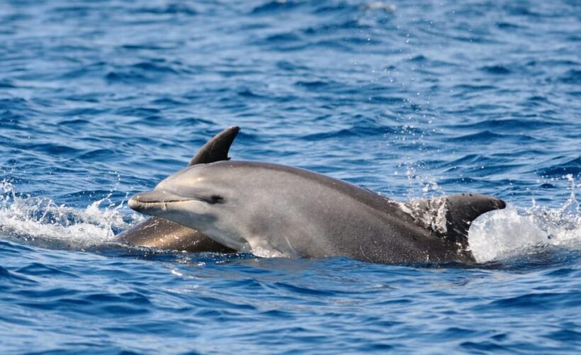 Dolphin Kayak Safari at Sunset at Golfo Aranci - FAQ