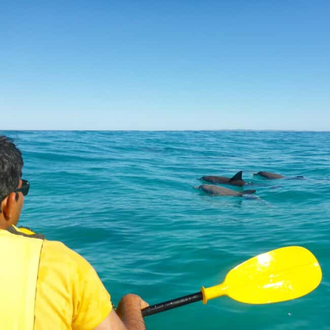 Dolphin Kayak Tour & Beach 4X4 National Park Tour (Private) - Key Points