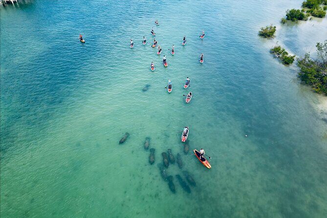 Dolphin, Manatee and Sea Turtle Adventure Tour of Bonita Springs - Introduction