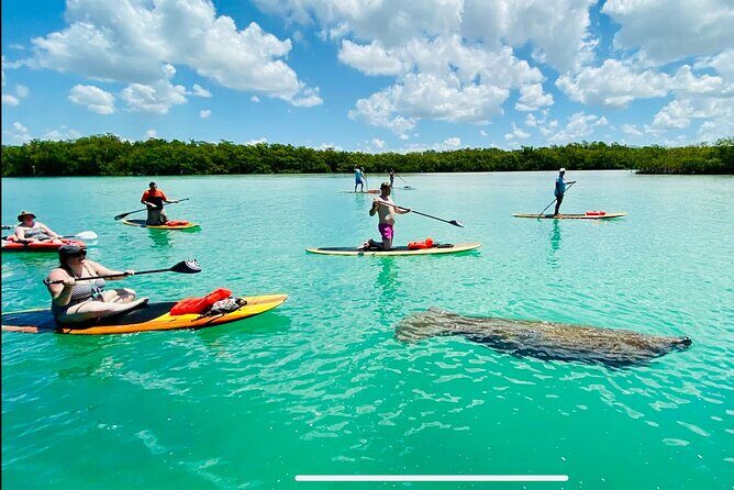 Dolphin, Manatee and Sea Turtle Adventure Tour of Bonita Springs - Key Points
