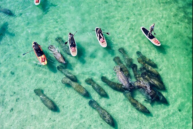 Dolphin, Manatee and Sea Turtle Adventure Tour of Bonita Springs - The Value of This Tour