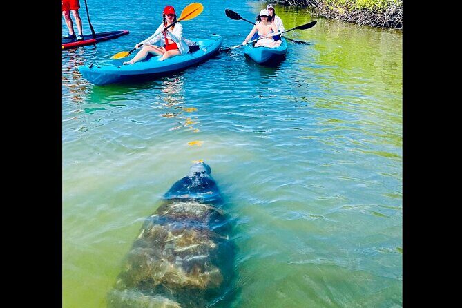 Dolphin, Manatee and Sea Turtle Kayak Adventure - What to Expect During Your Tour