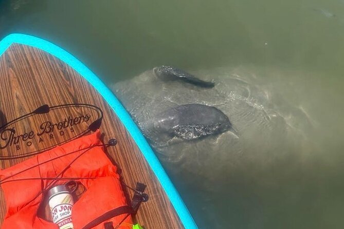 Dolphin, Manatee and SeaTurtle SUP Adventure Tour of St Augustine - Who Will Love This Experience?