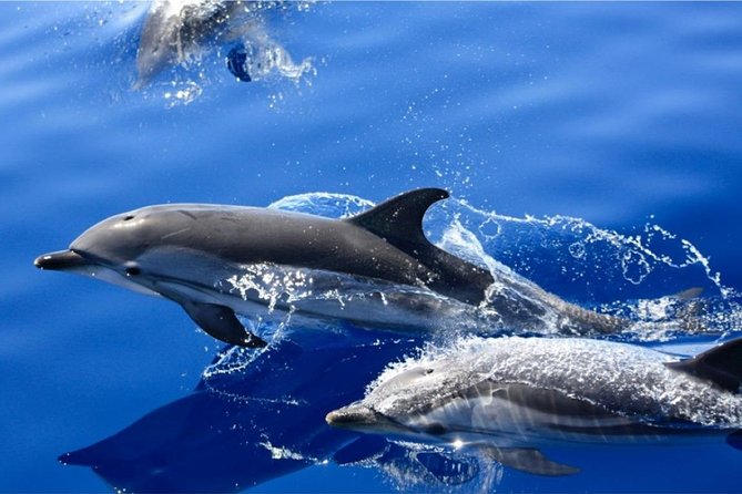 Dolphin Mini Cruise at Playa Del Carmen - Inclusions and Amenities