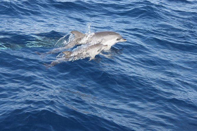 Dolphin Mini Cruise at Playa Del Carmen - Accessibility and Participant Requirements