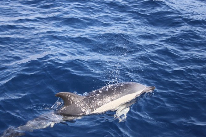 Dolphin Mini Cruise at Playa Del Carmen - Wildlife Sightings and Guarantees
