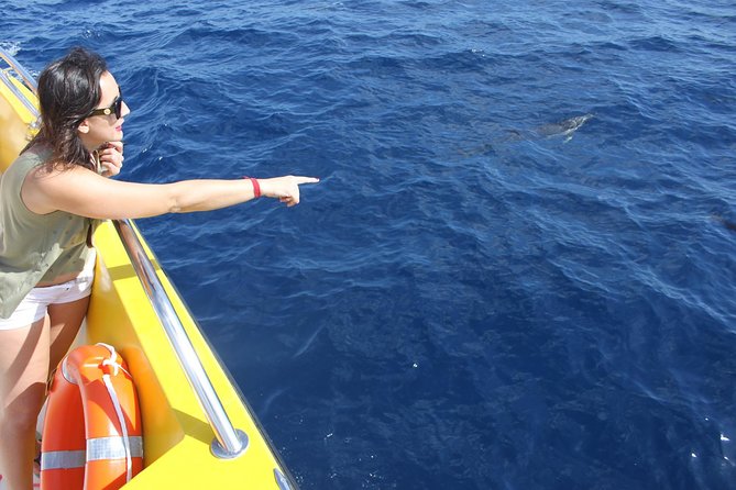 Dolphin Mini Cruise at Playa Del Carmen - Tour Schedule and Meeting Point