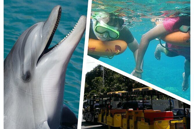 Dolphin Morning Watching & Snorkeling + open bar + 1 day Hop-On Hop-Off Fun - An Authentic Day in Key West: Dolphin Watching, Snorkeling, and Sightseeing