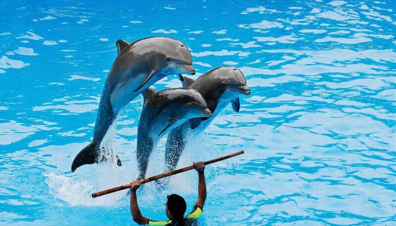 Dolphin Park Entry with Live Show and Pickup - Dolphin Park Entry with Live Show and Pickup: A Fun Day in Antalya