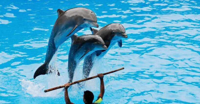 Dolphin Park Entry with Live Show and Pickup - Key Points