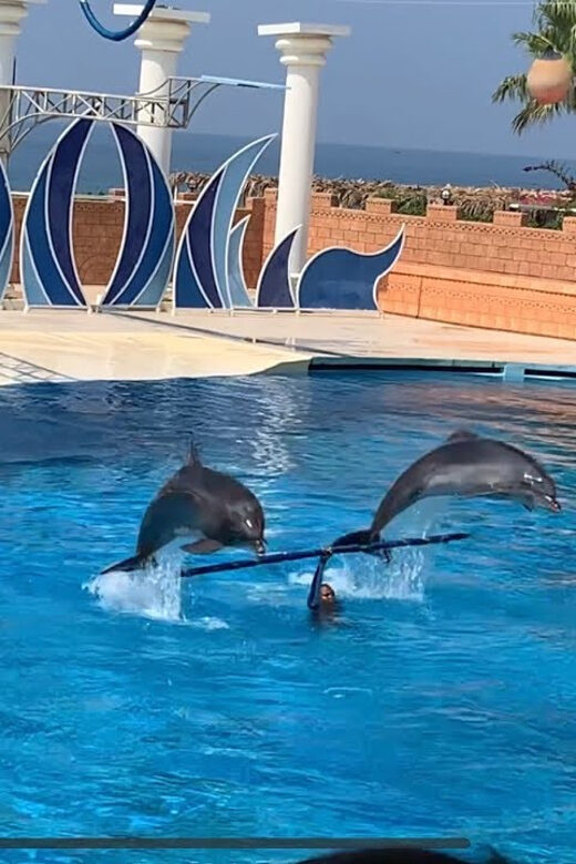 Dolphin Park Entry with Live Show and Pickup - The Value of This Tour