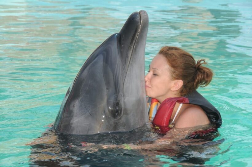 Dolphin Park Entry with Live Show and Pickup - How the Experience Feels: Atmosphere and Authenticity