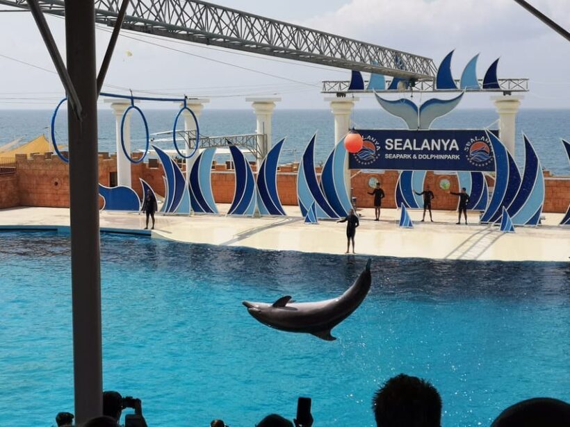 Dolphin Park Entry with Live Show and Pickup - Who Will Love It?