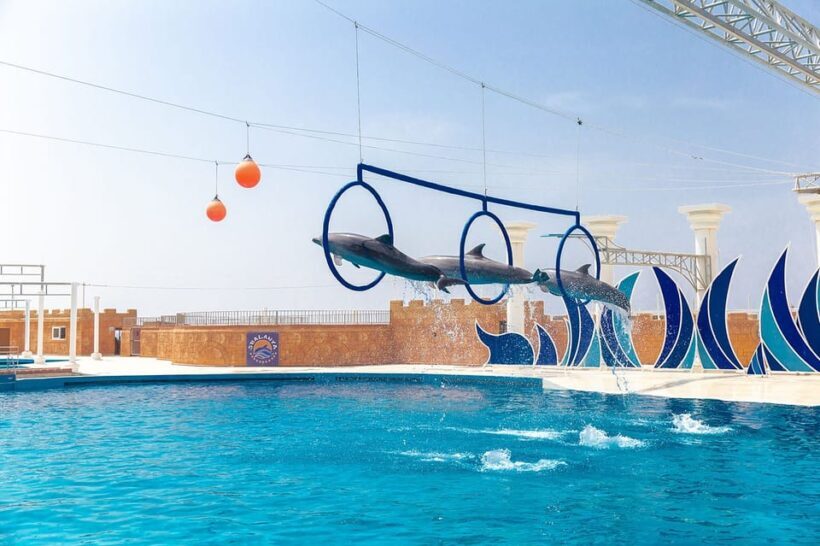 Dolphin Park Entry with Live Show and Pickup - FAQs
