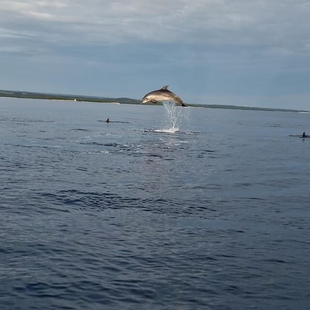 Dolphin private sunset tour Rovinj - An In-Depth Look at the Rovinj Dolphin Sunset Tour