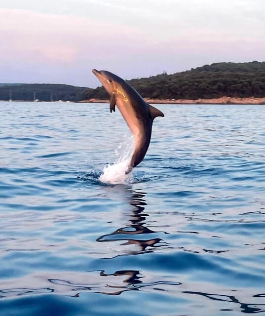 Dolphin private sunset tour Rovinj - Who Should Consider This Tour
