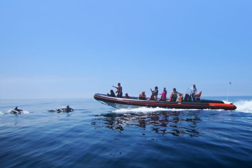 Dolphin Safari and Cave Tour in Vilamoura - A Practical Overview of the Tour