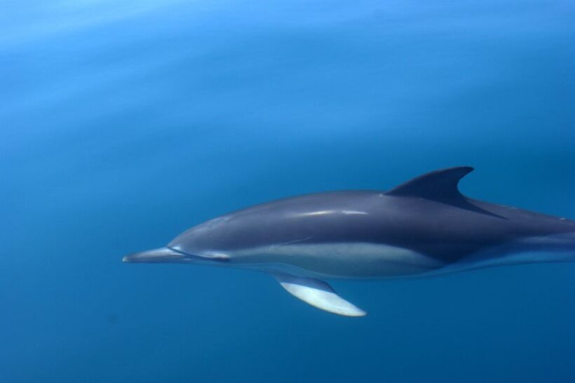 Dolphin Safari and Cave Tour in Vilamoura - FAQ
