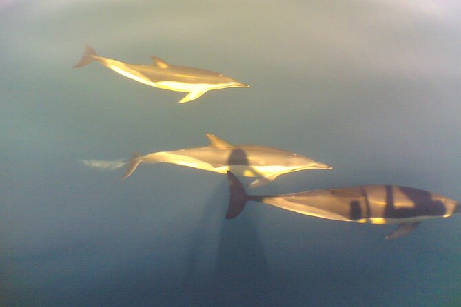 Dolphin Safari, São Rafael Caves & Coastline. - Key Points