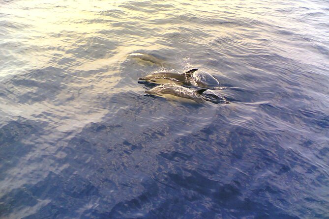 Dolphin Safari, São Rafael Caves & Coastline. - Pricing and Cancellation Policy