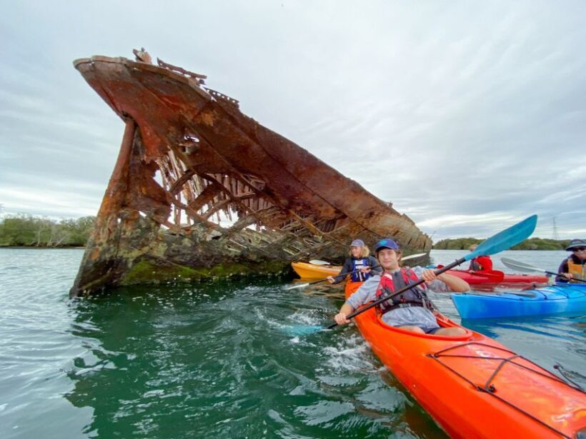 Dolphin Sanctuary and Ships Graveyard Kayak Tour - An In-Depth Look at the Experience