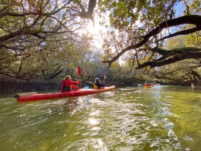 Dolphin Sanctuary and Ships Graveyard Kayak Tour - The Sum Up: A Unique, Value-Driven Experience