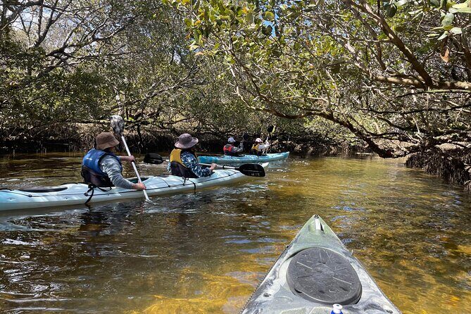 Dolphin Sanctuary Kayak Tour Adelaide - Key Points