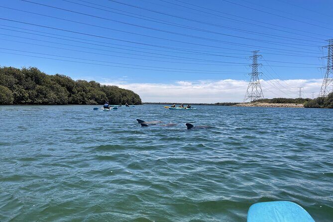 Dolphin Sanctuary Kayak Tour Adelaide - FAQs