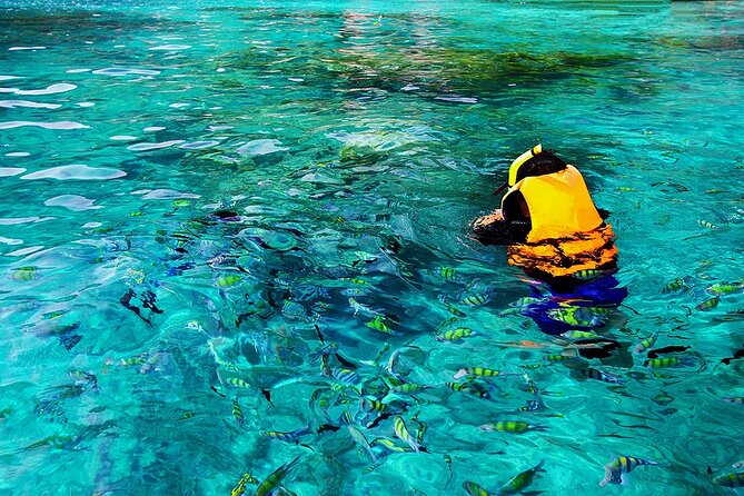 Dolphin, Sea Cave, Captain Cook, Kealakekua Bay Reef Snorkeling - FAQ about the Kealakekua Bay Snorkeling Tour