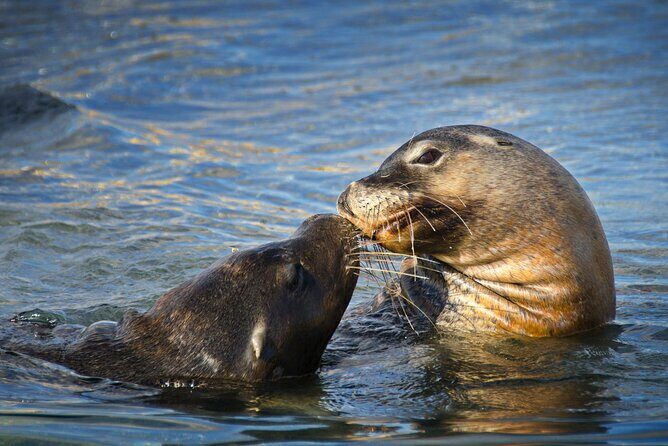 Dolphin, Sea Lion and Penguin Island Cruise - The Sum Up