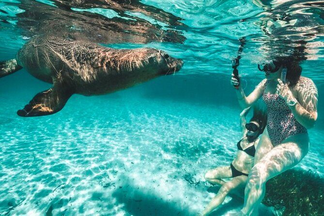 Dolphin, Sealion & Wildlife Snorkel Adventure - Discover the Dolphin, Sealion & Wildlife Snorkel Adventure in Perth