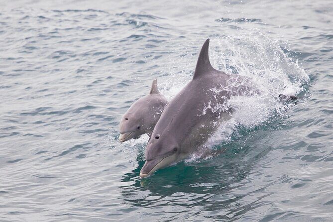 Dolphin, Sealion & Wildlife Snorkel Adventure - Authentic Encounters in a Controlled Environment