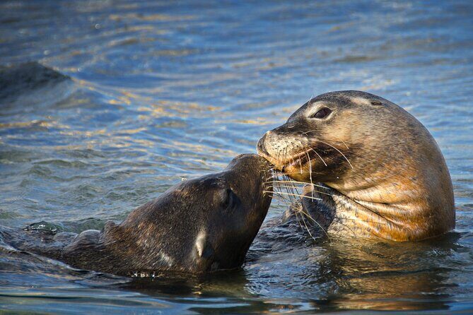 Dolphin, Sealion & Wildlife Snorkel Adventure - FAQ