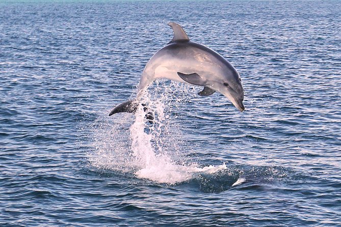 Dolphin Search - Dolphin Quest - Conservation Efforts and Marine Research