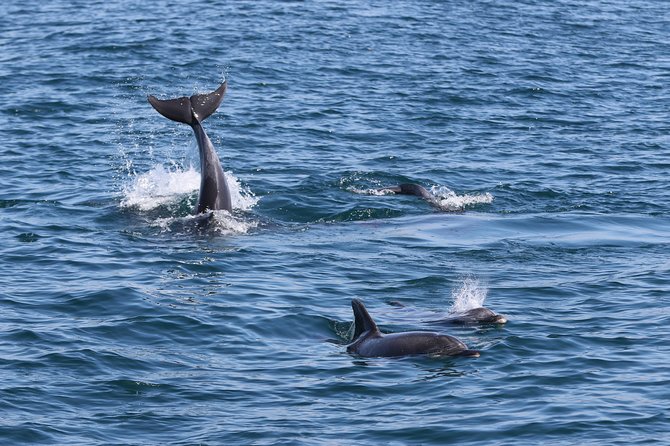 Dolphin Search - Dolphin Quest - Trained Guides and Educational Opportunities