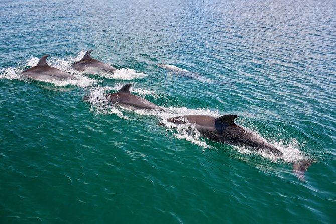 Dolphin Search - Dolphin Quest - Inclusions and Amenities for Comfort