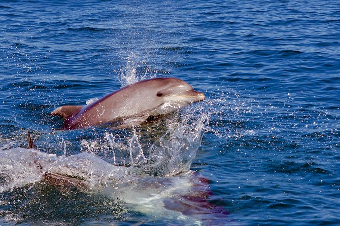 Dolphin Search - Dolphin Quest - Booking Details and Cancellation Policy