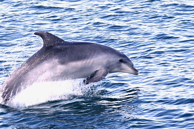 Dolphin Search - Dolphin Quest - Tour Group Size and Accessibility
