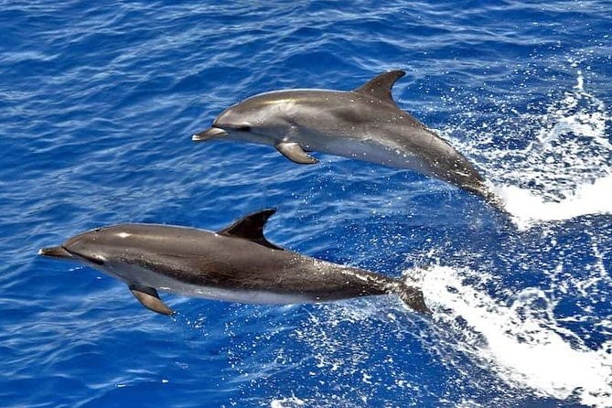 Dolphin Searching Tour in Puerto De Mogán Review - About Your Stay