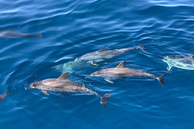 Dolphin Searching Tour in Puerto De Mogán Review - Negative Feedback Received