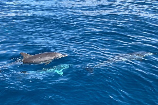 Dolphin Searching Tour in Puerto De Mogán Review - Expectations for Wildlife Encounters
