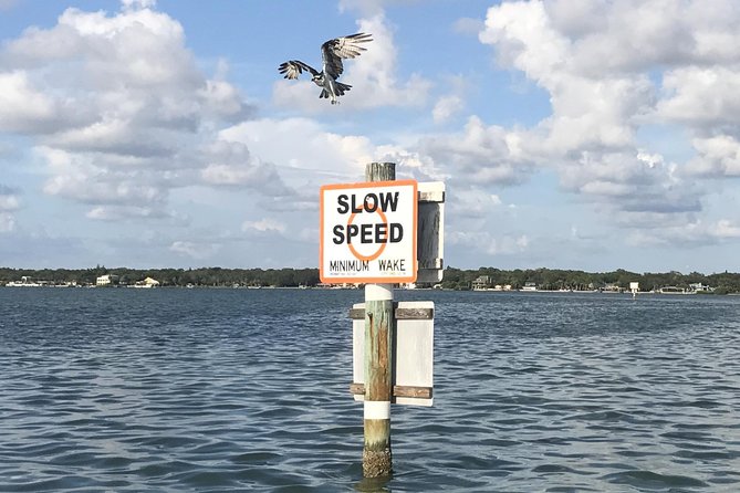 Dolphin Shelling Snorkeling Cruise in Tampa - Authentic Traveler Perspectives