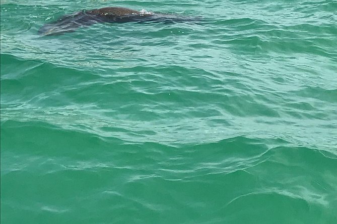 Dolphin Shelling Snorkeling Cruise in Tampa - Final Thoughts: Is This Tour for You?