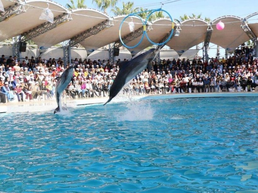 Dolphin Show Tour with Transfer from Alanya & Side - Dolphin Show Tour with Transfer from Alanya & Side