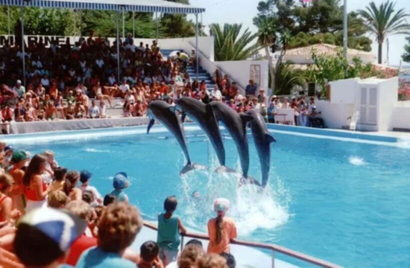 Dolphin Show Tour with Transfer from Alanya & Side - What’s Included and What’s Not